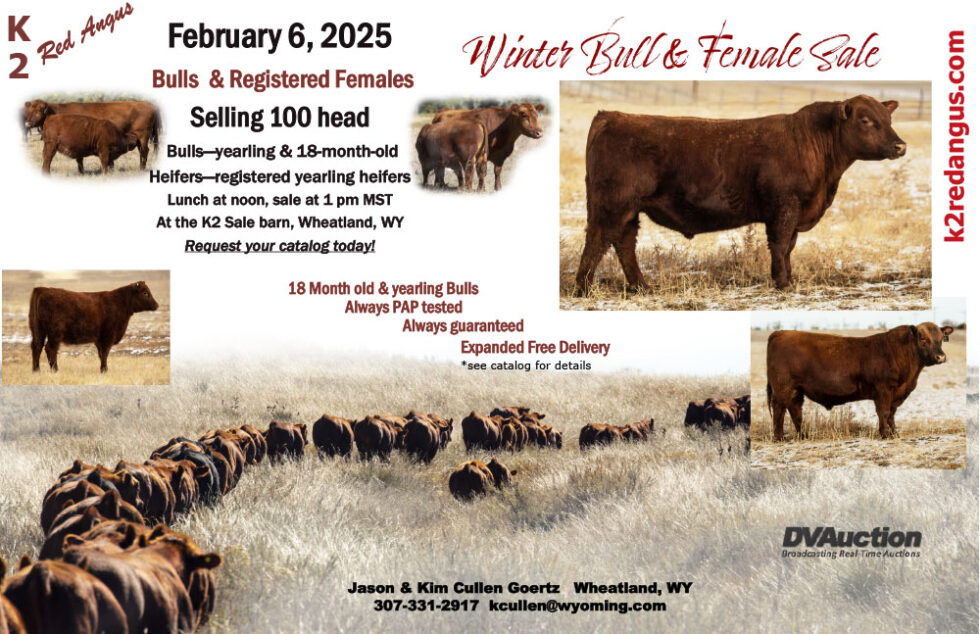 K2 Red Angus | Red Angus Cattle in Wheatland, WY